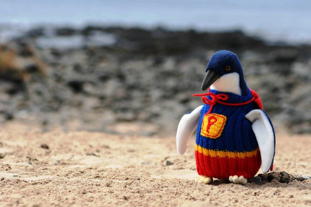 Why do these penguins wear hand-knitted jumpers? | Verbalists Education ...